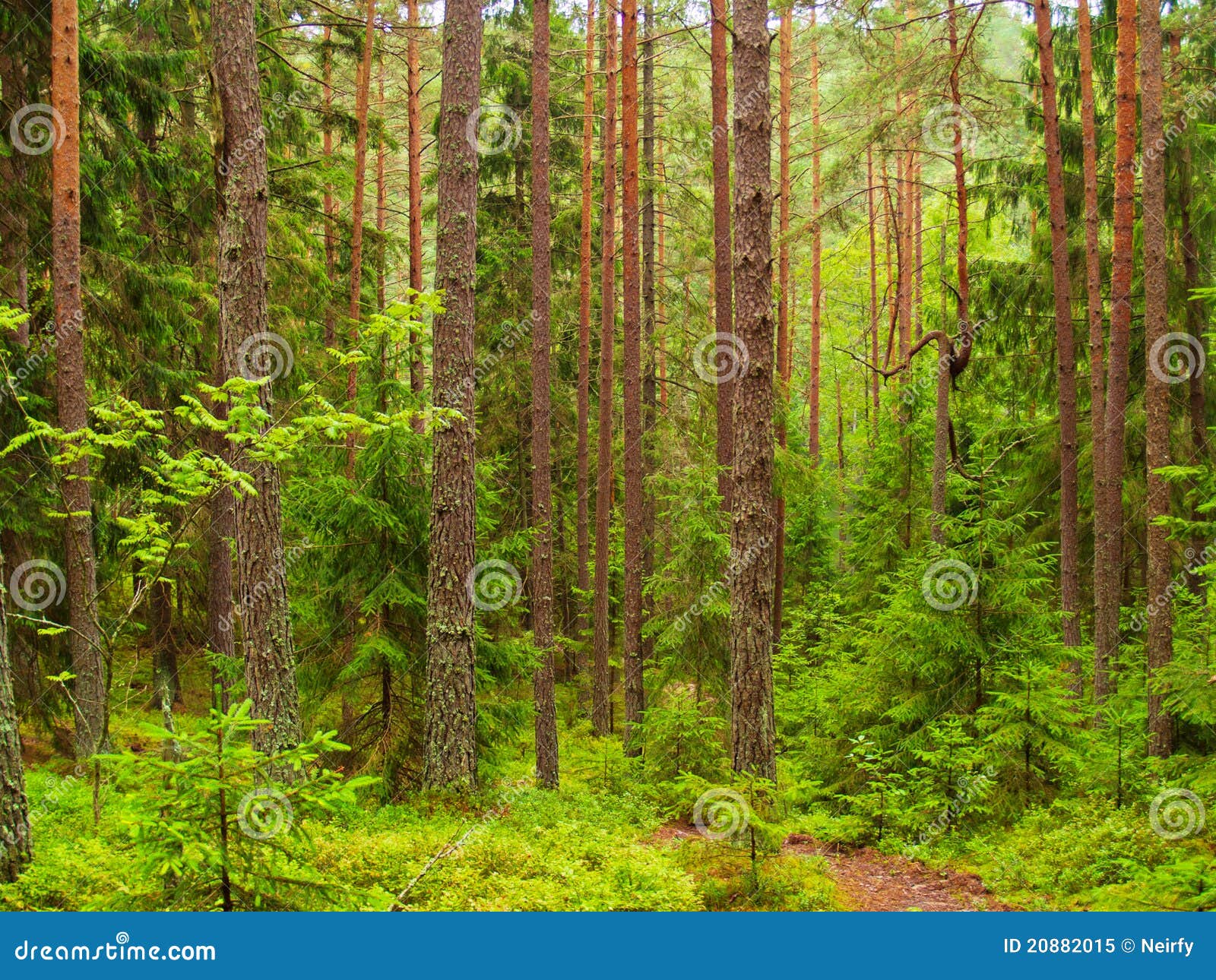 Deep Pine and Fir Forest Landscape Stock Image - Image of fantasy ...