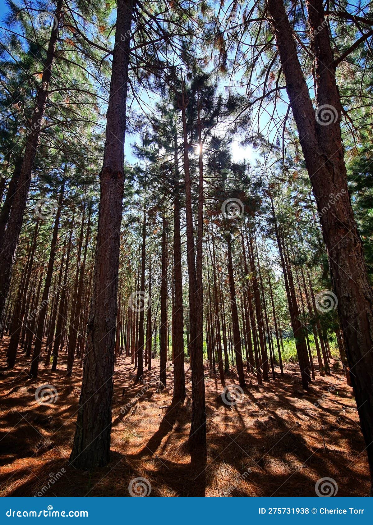 Deep in the pine forest stock photo. Image of sunlight - 275731938