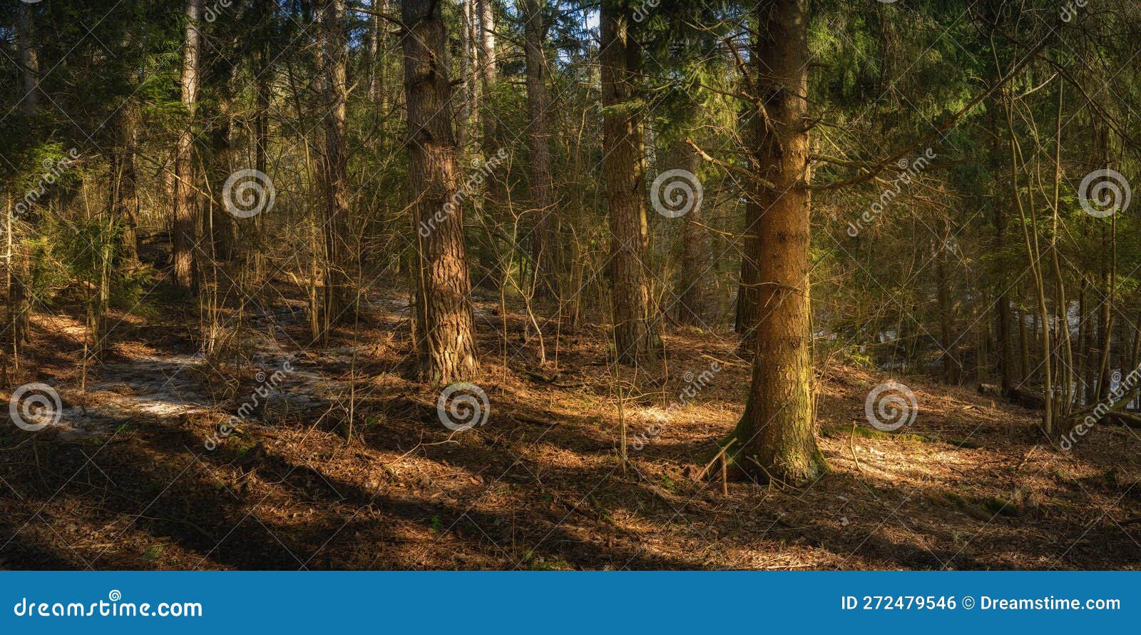 Deep Pine Forest in Warm Spring Light Stock Photo - Image of landscape ...