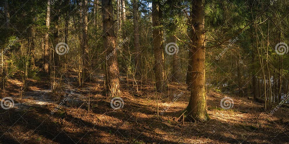 Deep Pine Forest in Warm Spring Light Stock Photo - Image of landscape ...