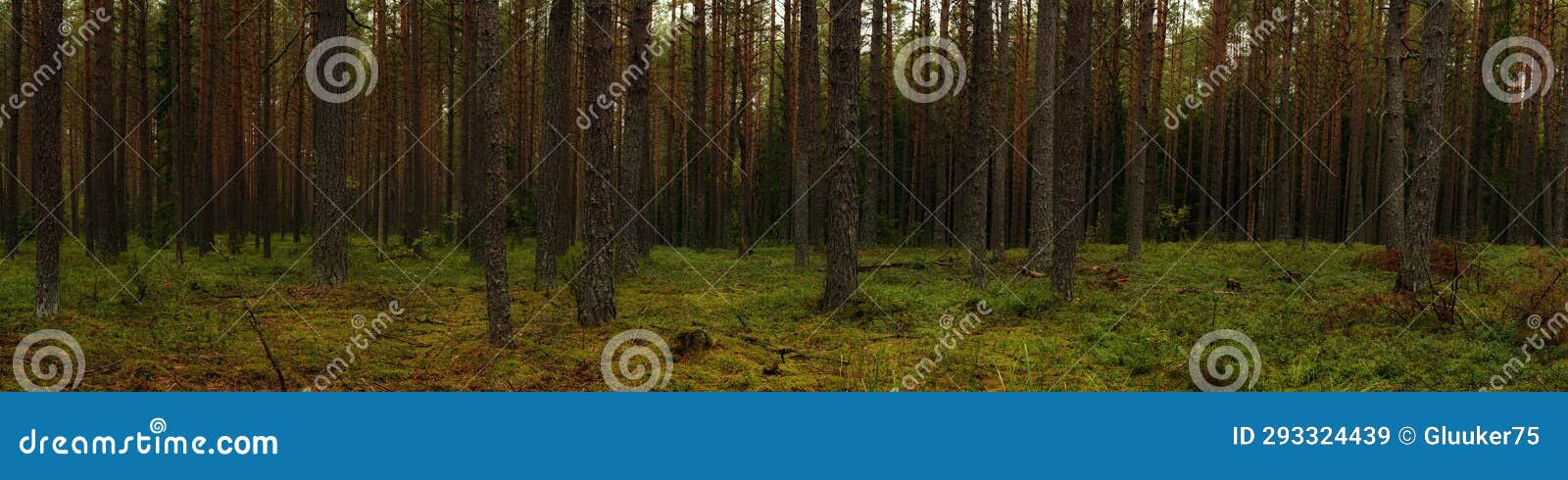 Deep Pine Mossy Forest with Tall Trees. Widescreen Panoramic Side View ...