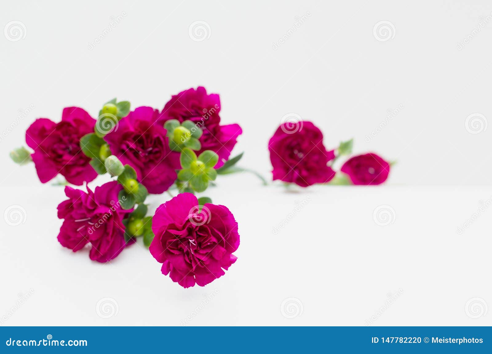 Deep Pink Carnations Laying Down Stock Photo - Image of nature, flowers ...