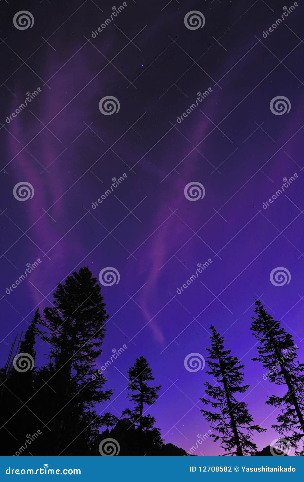 Deep Pink Flowers Of The Australian Native Rose, Boronia Serrulata ...