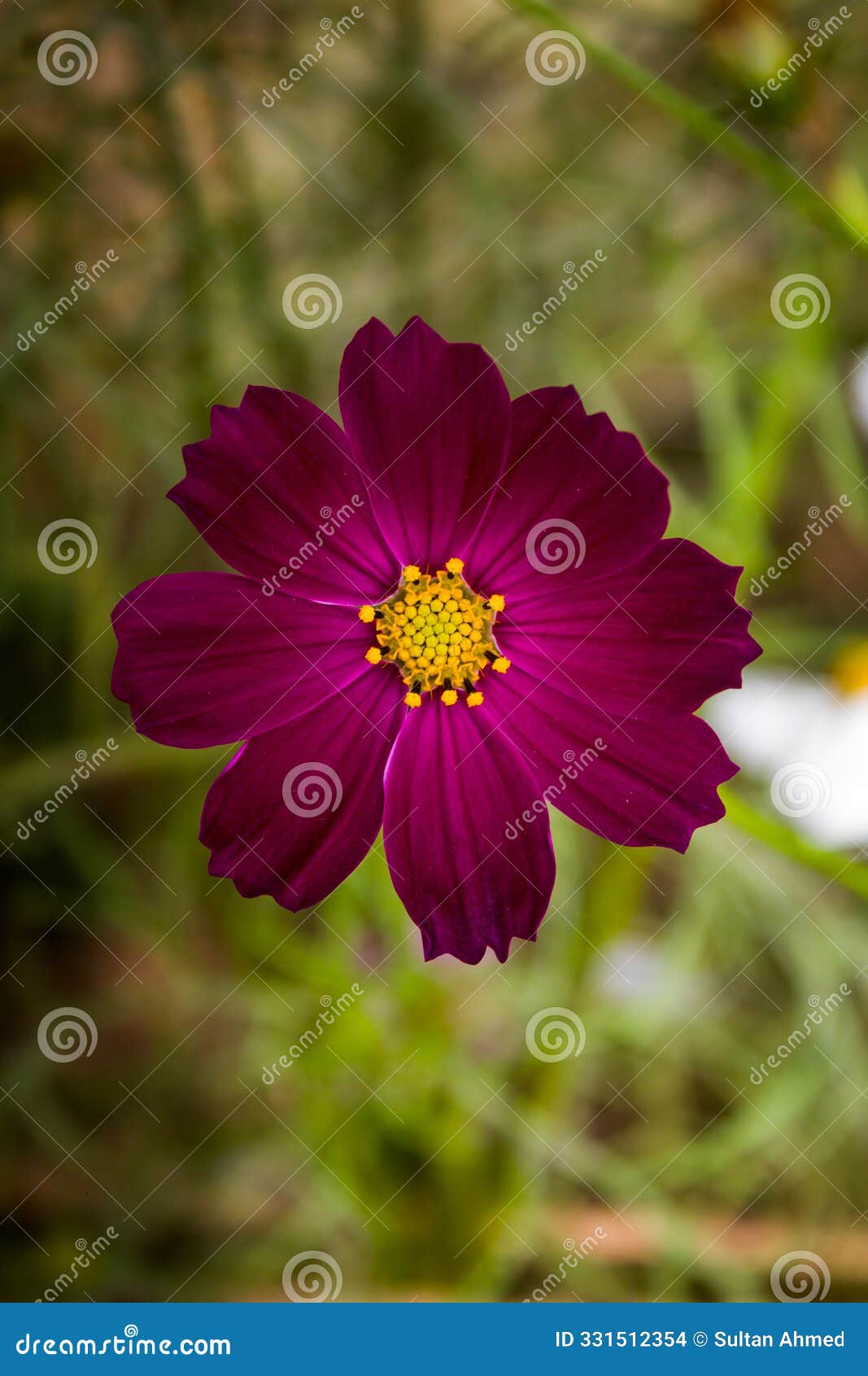 A Deep pink Cosmos flower stock photo. Image of deep - 331512354