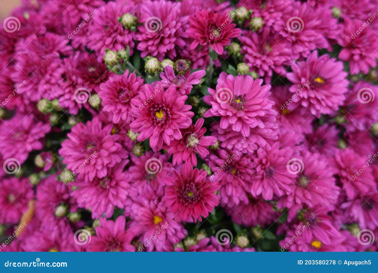 Deep Pink Flower Heads of Chrysanthemums Stock Photo - Image of magenta ...