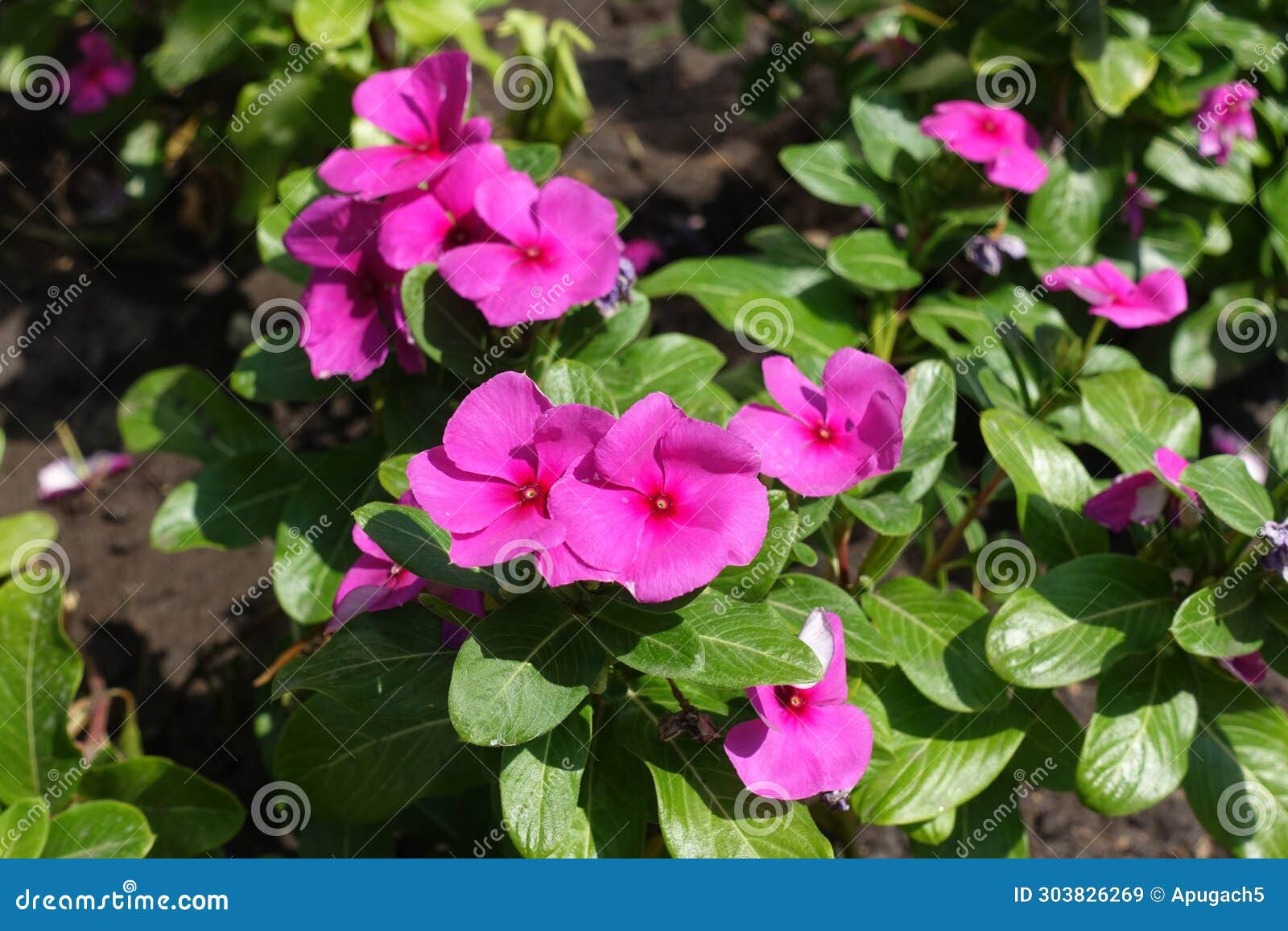 Deep Pink Flowers of Catharanthus Roseus Stock Image - Image of leaf ...