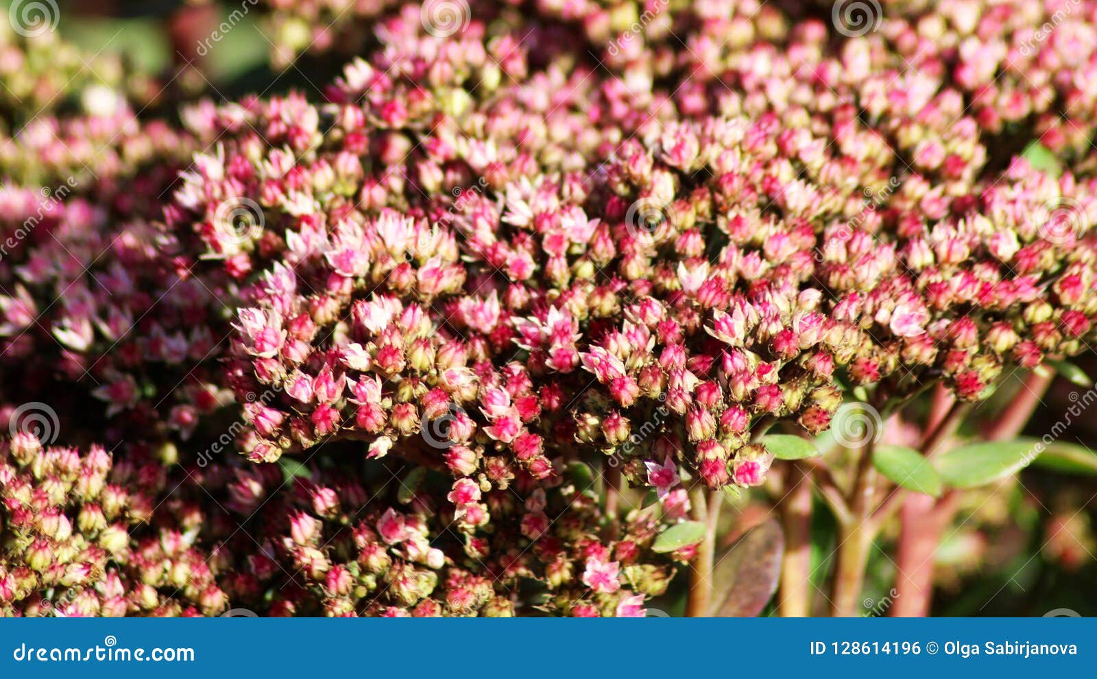 Deep pink flowers so close stock photo. Image of dark - 128614196