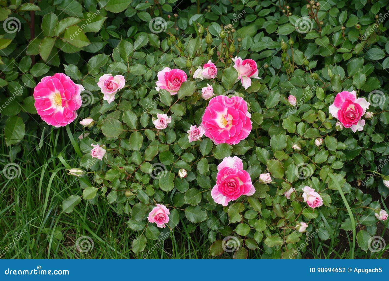 Deep Pink Flowers of Rose in the Garden Stock Photo - Image of ...