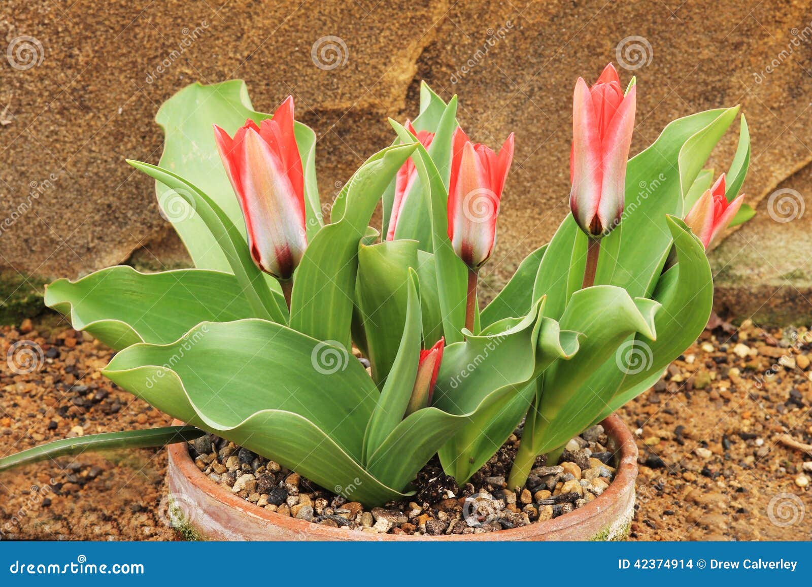 Deep Pink Miniature Tulips stock photo. Image of alps - 42374914