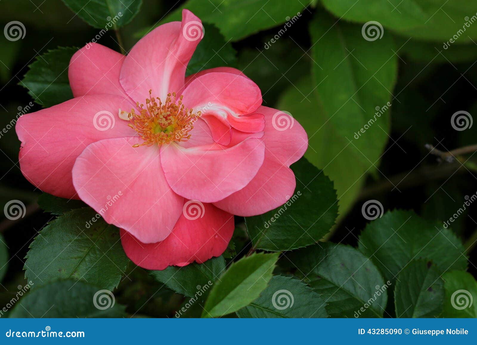 Deep pink rose stock photo. Image of isolated, love, luxury - 43285090