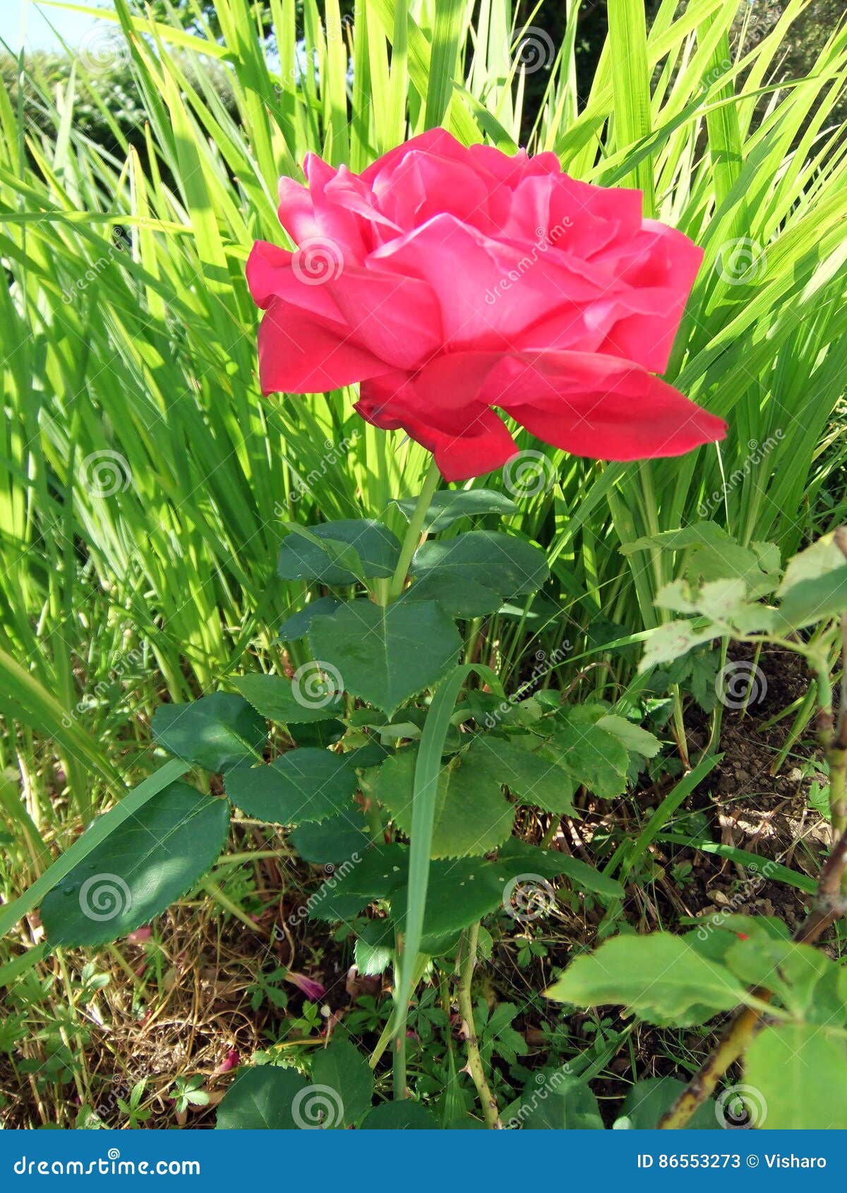 Deep Pink Rose stock image. Image of blooming, deep, pink - 86553273
