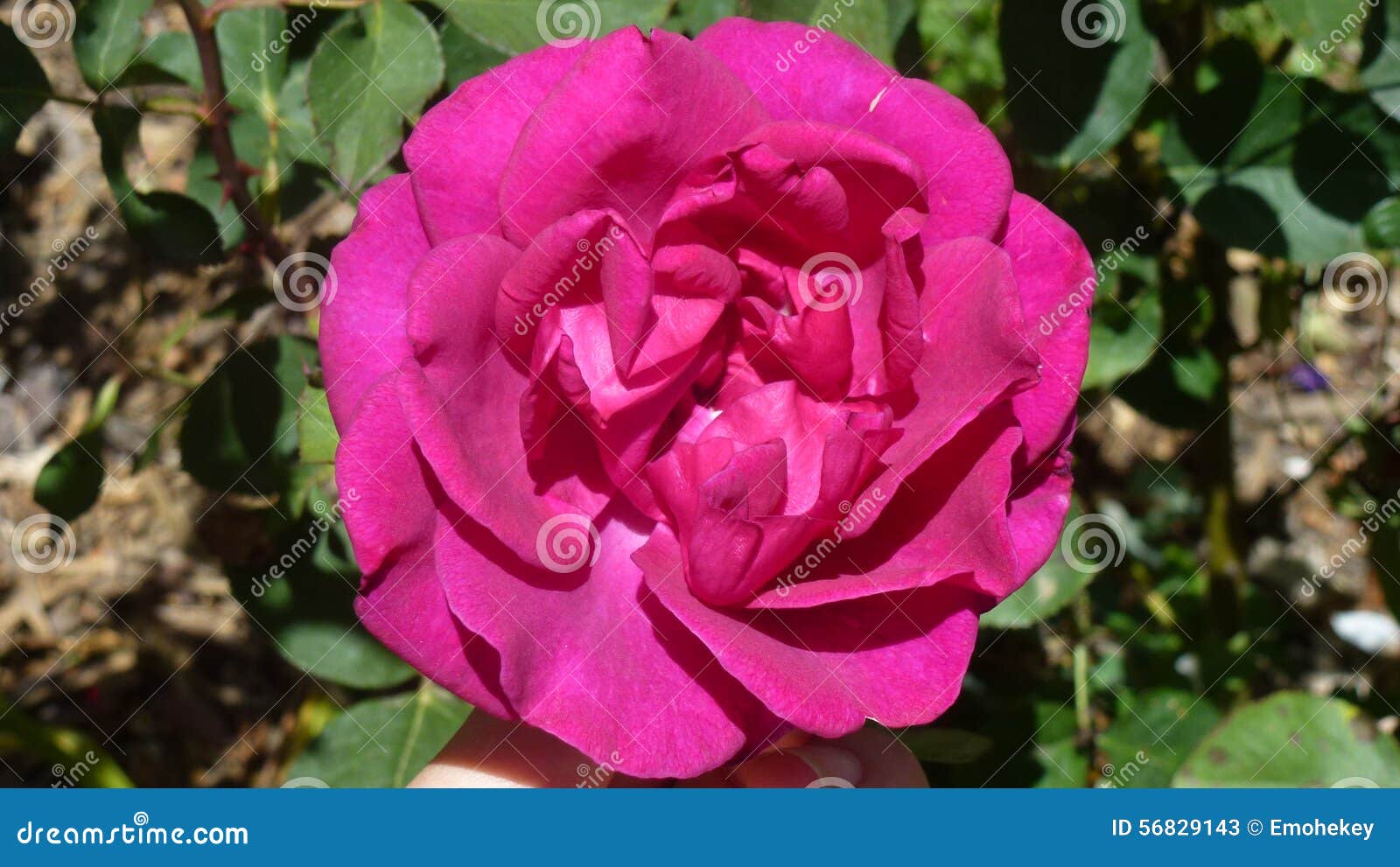 Deep pink rose stock image. Image of plant, open, fully - 56829143