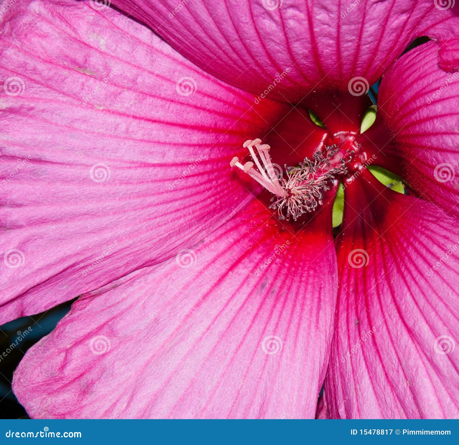 Deep Pink Rose Mallow Flower Stock Image - Image of pink, moscheutos ...