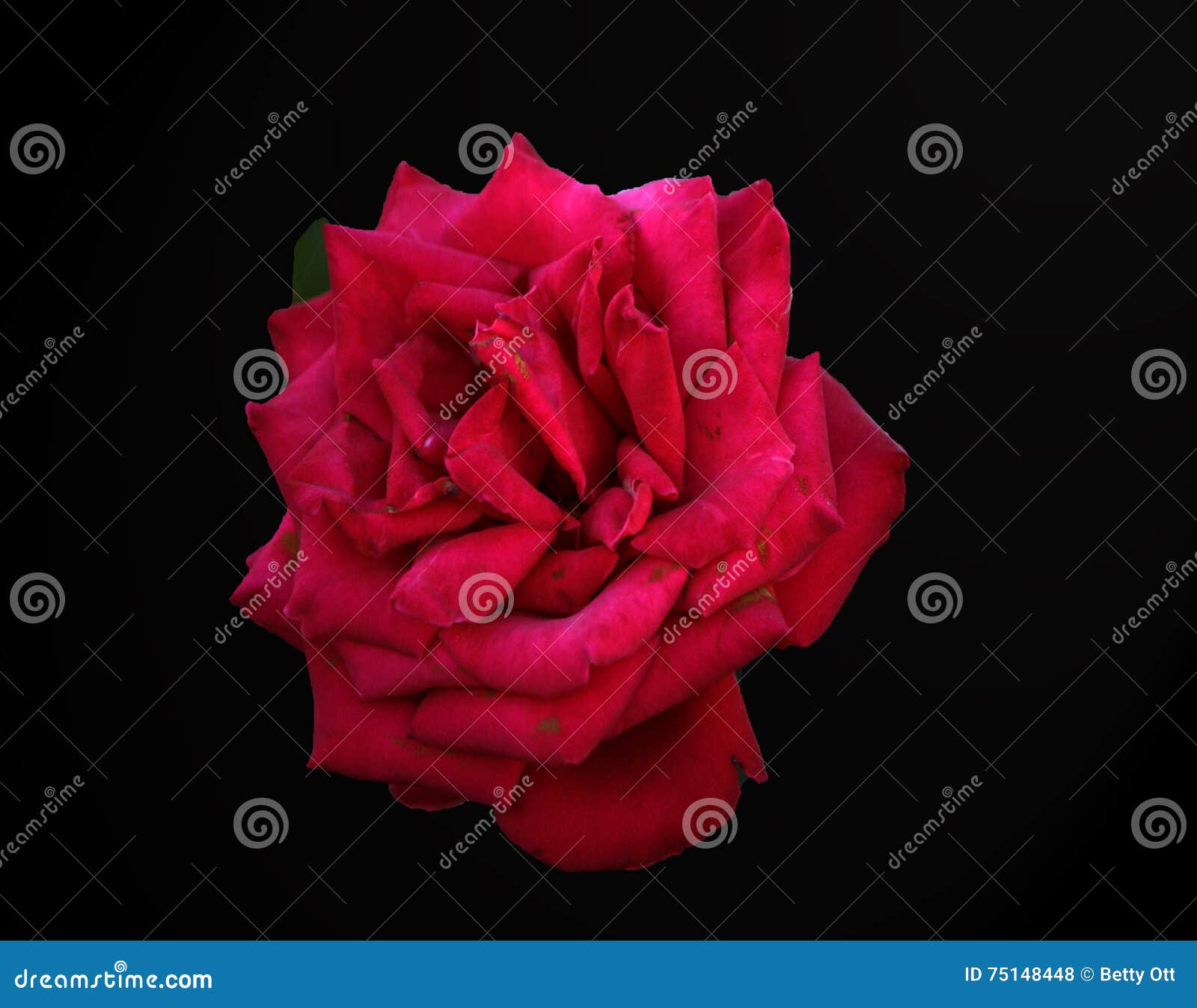 Deep Pink Rose Opened and To the Side Stock Photo - Image of deep, rose ...