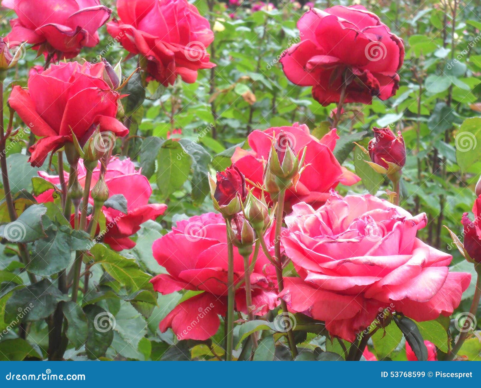 Deep Pink Wild Roses stock image. Image of rosa, roses - 53768599