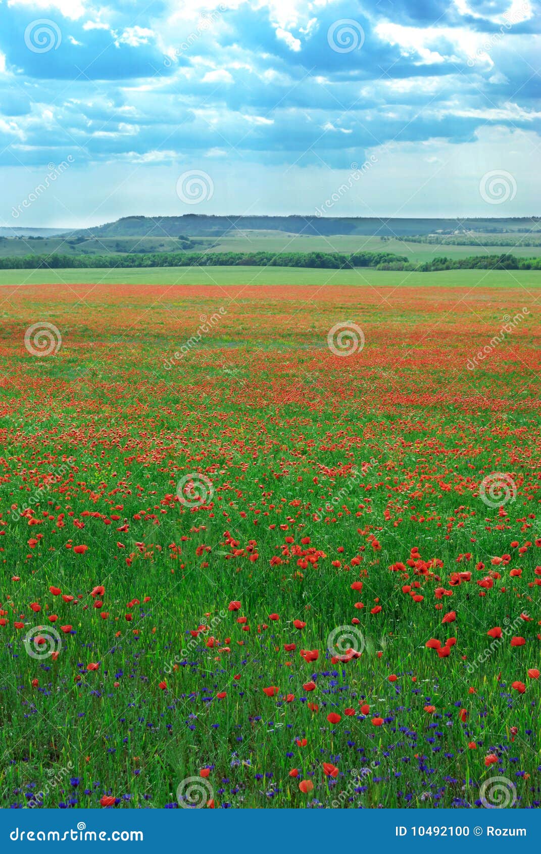 Deep poppy meadow stock photo. Image of fresh, blossom - 10492100