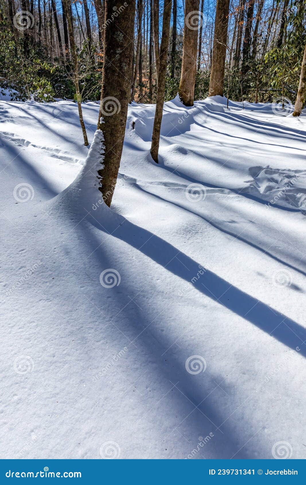 Deep Pristine Snow Covers the Forest Floor in Pisgah Forest in Winter ...