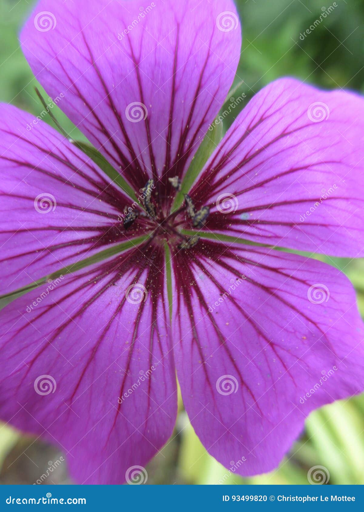 Deep purple flower stock photo. Image of elegant, summer - 93499820