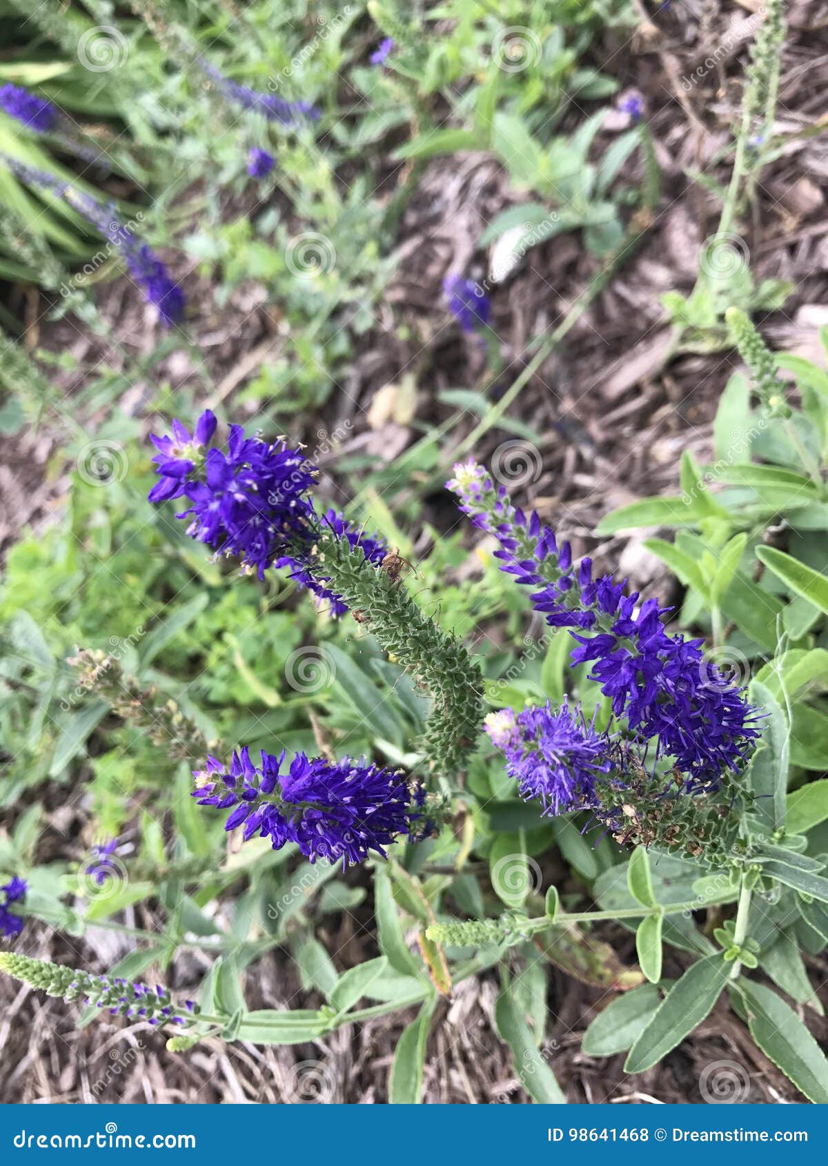Deep purple stock photo. Image of purple, flowers, garden - 98641468