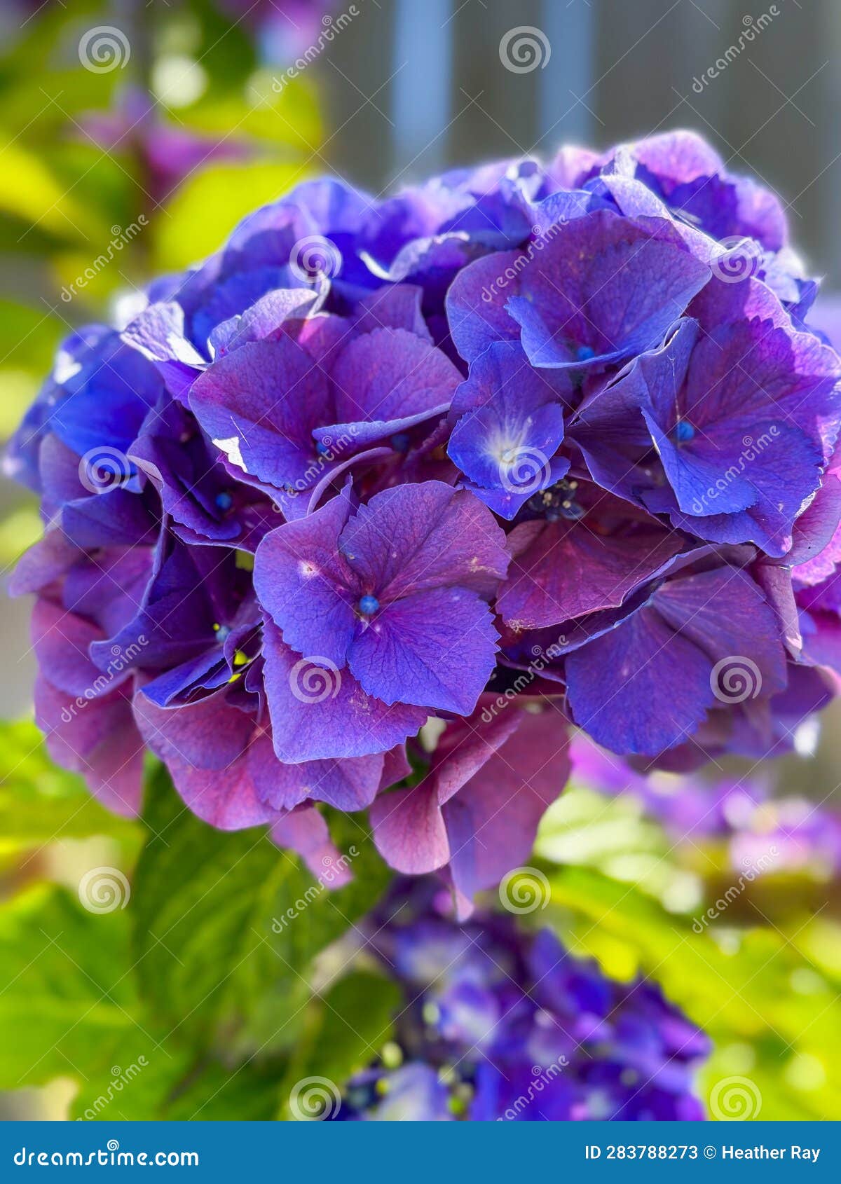 Deep Purple Hydrangea Bloom Stock Image - Image of hydrangea, color ...