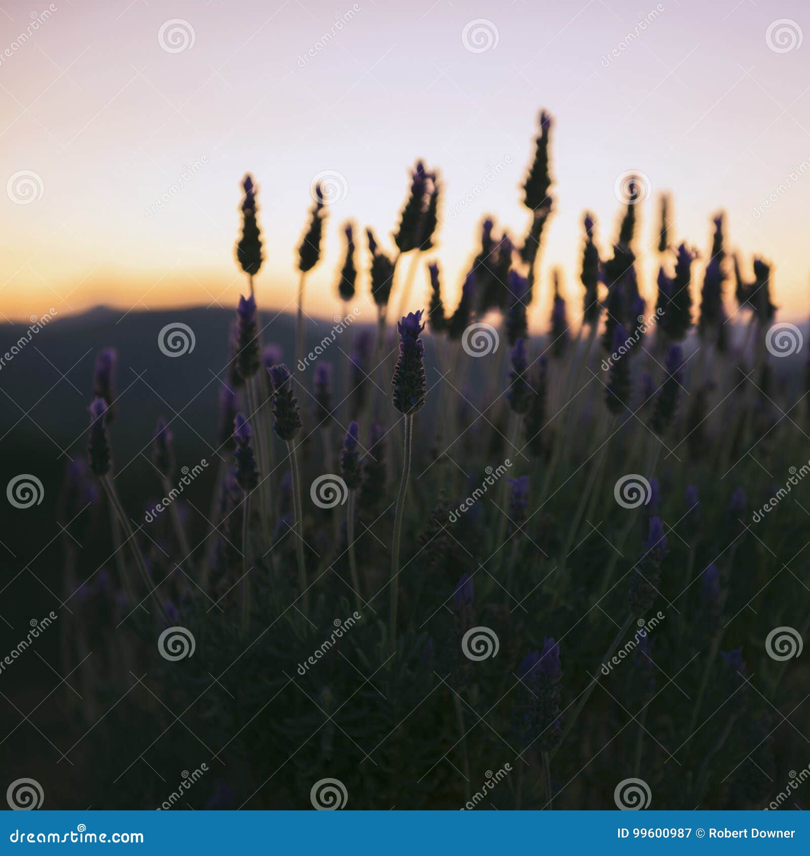 Beautiful Deep Purple Lavender Plants in Nature. Stock Image - Image of ...