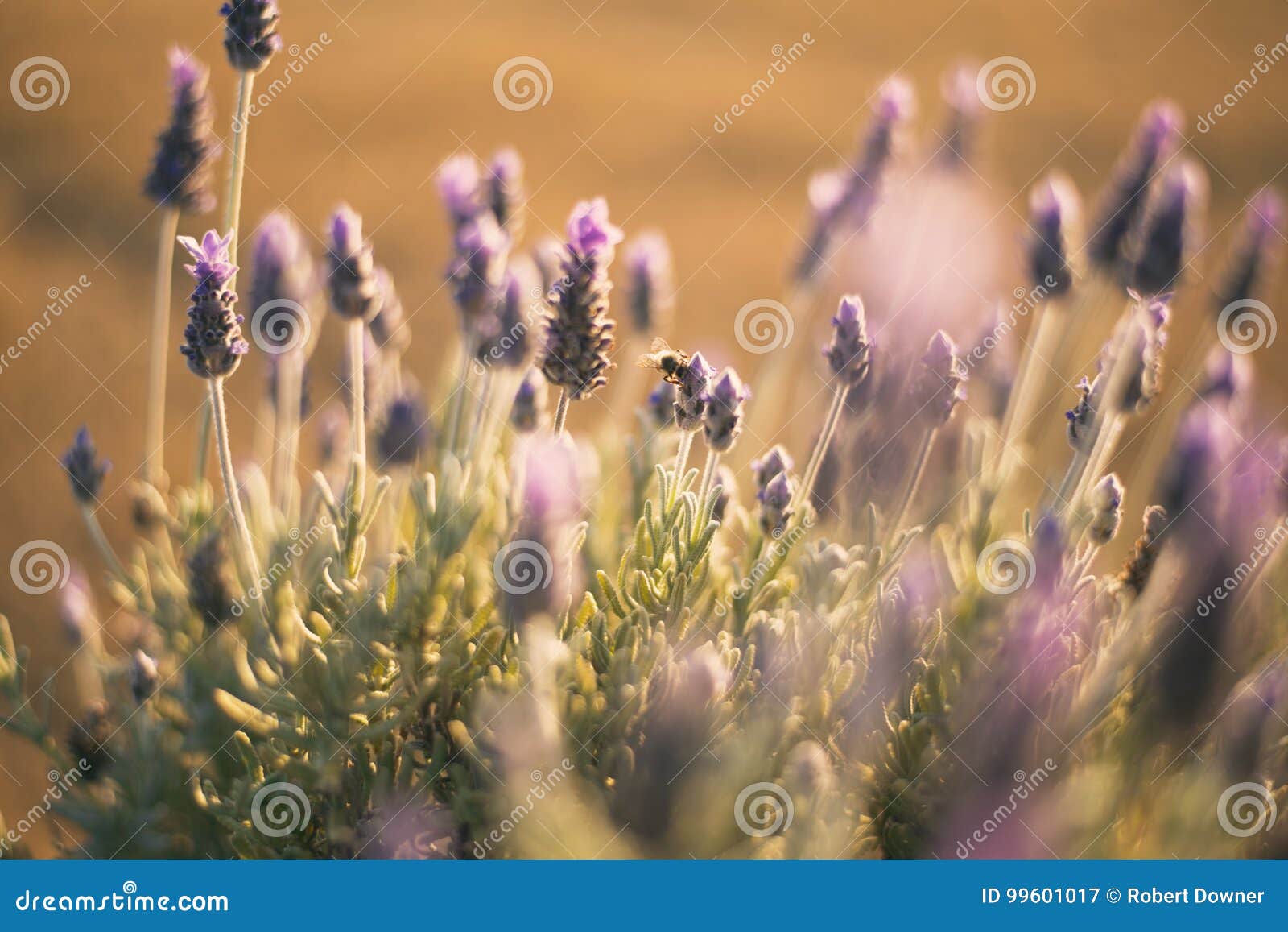 Beautiful Deep Purple Lavender Plants in Nature. Stock Image - Image of ...