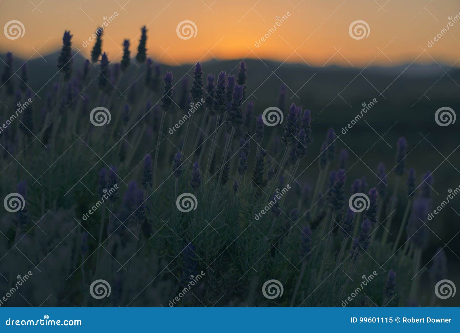 Beautiful Deep Purple Lavender Plants in Nature. Stock Image - Image of ...