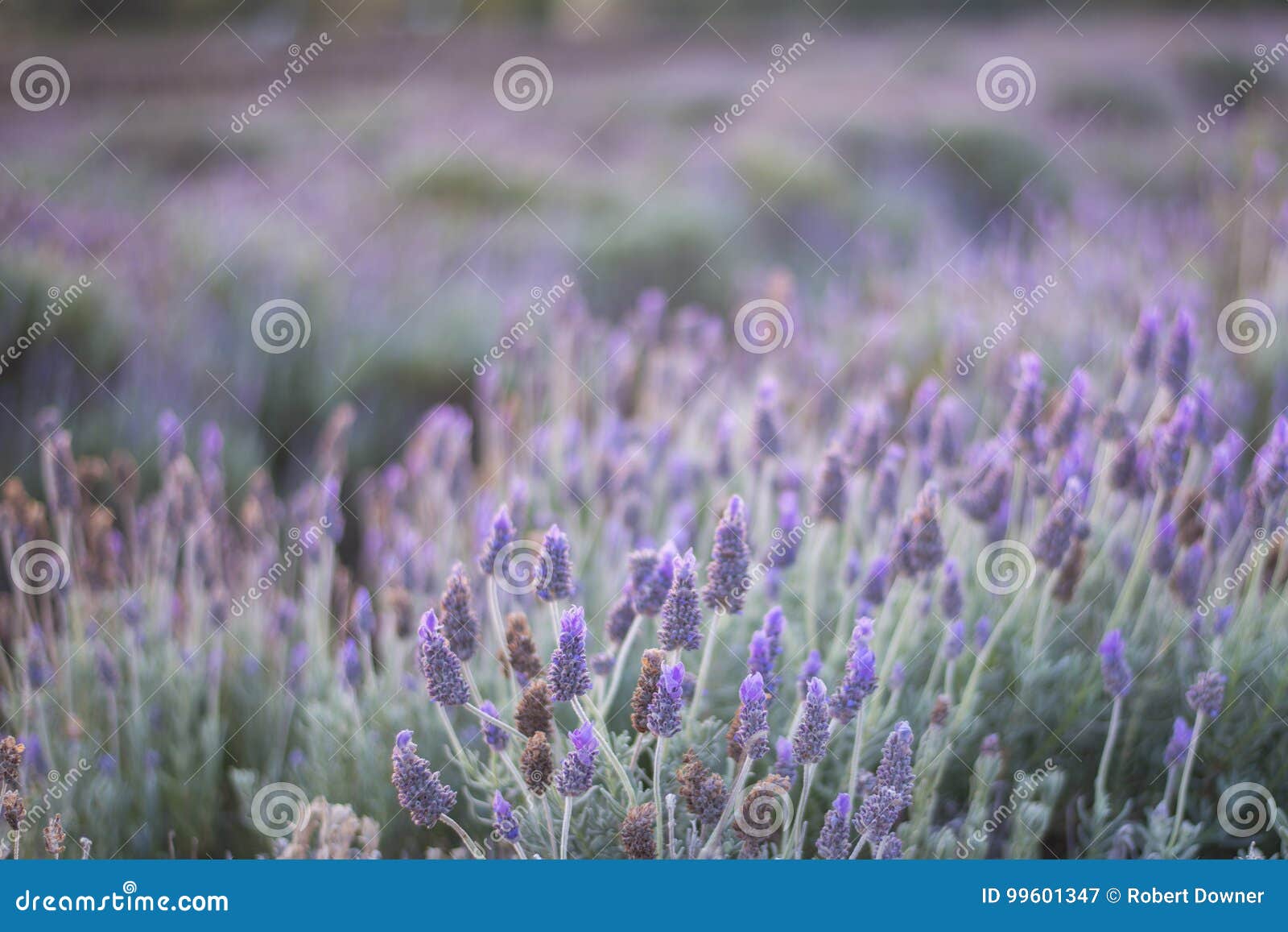 Beautiful Deep Purple Lavender Plants in Nature. Stock Image - Image of ...
