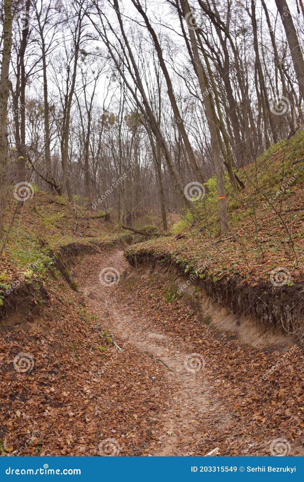 Deep Ravine in the Autumn Forest with Trees without Leaves on the Sides ...