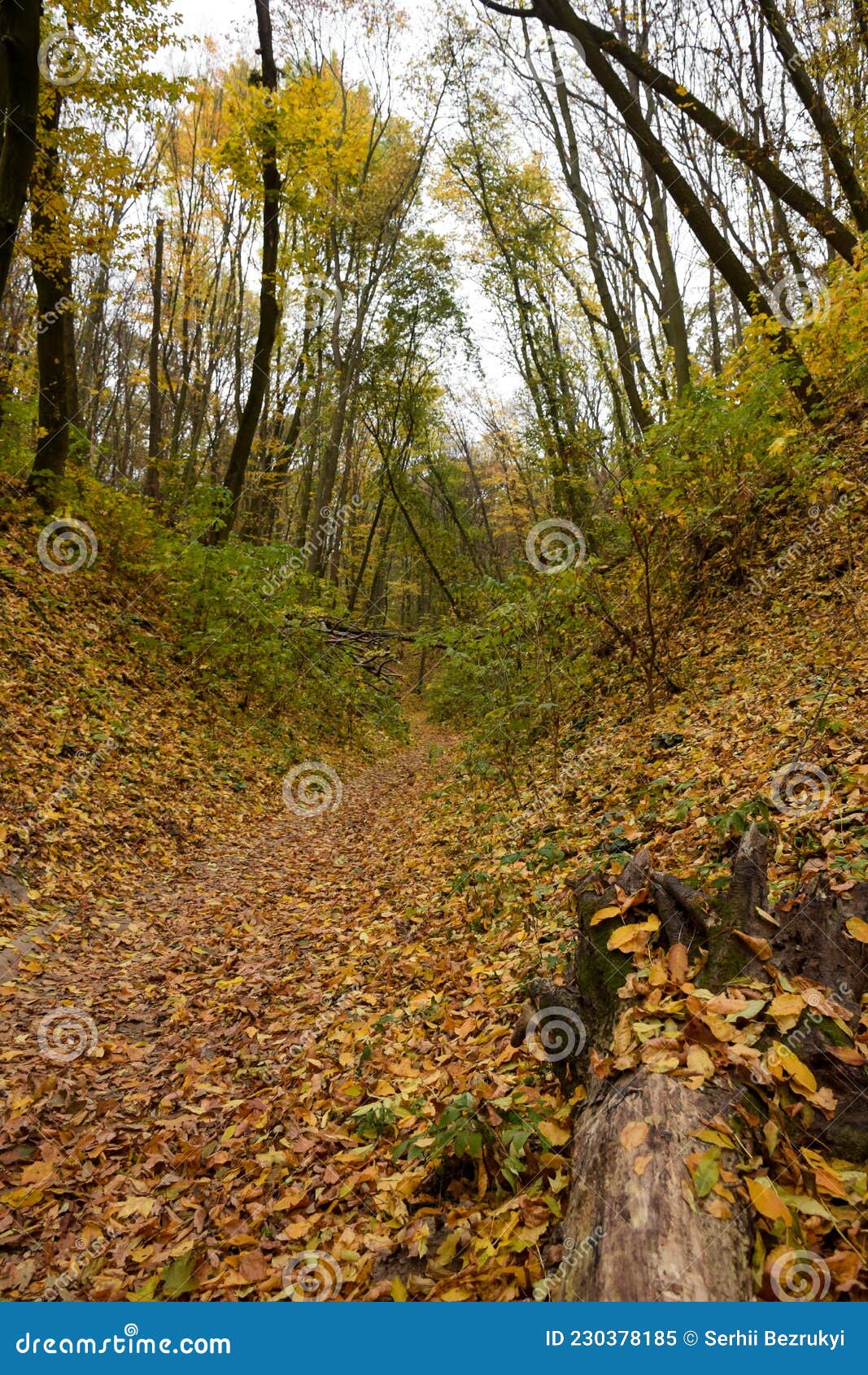 Deep Ravine in the Autumn Forest with Trees without Leaves on the Sides ...