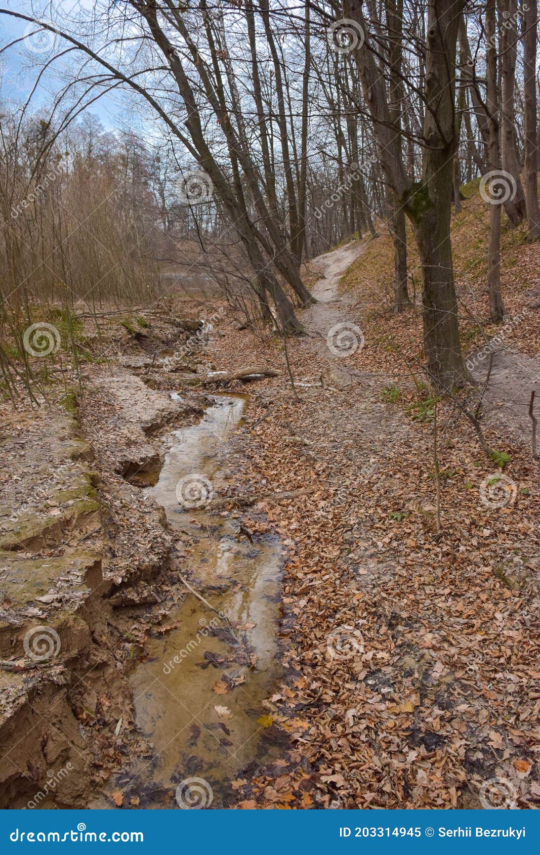 A Deep Ravine in an Autumn Forest with Trees without Leaves on the ...