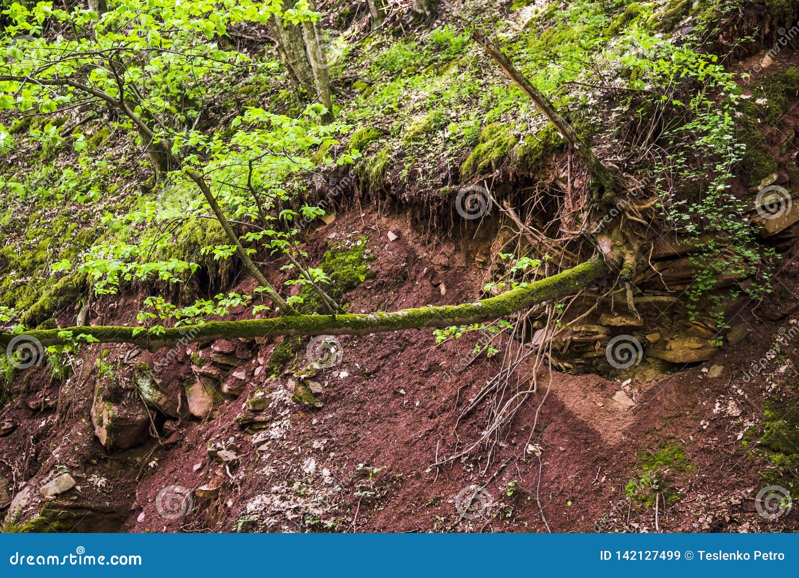 Deep ravine in the forest stock image. Image of beautiful - 142127499