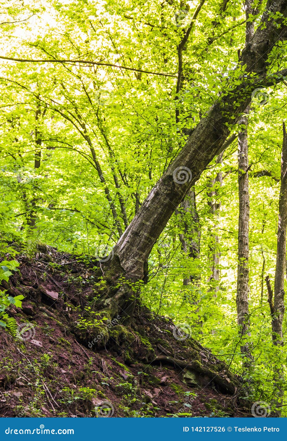 Deep ravine in the forest stock photo. Image of nature - 142127526