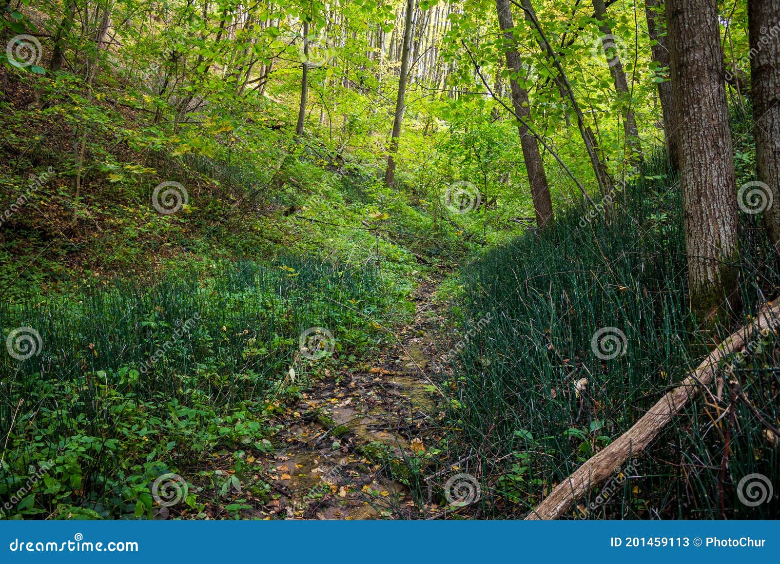 Deep Ravine in the Forest Overgrown with Trees and Horsetail Stock ...