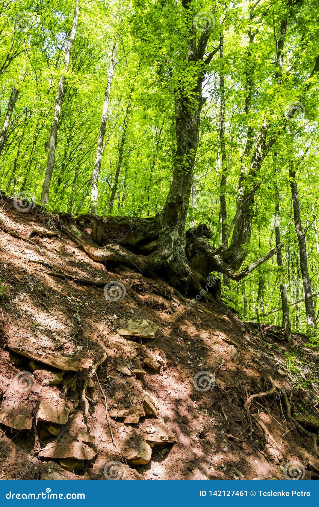 Deep ravine in the forest stock image. Image of coomb - 142127461