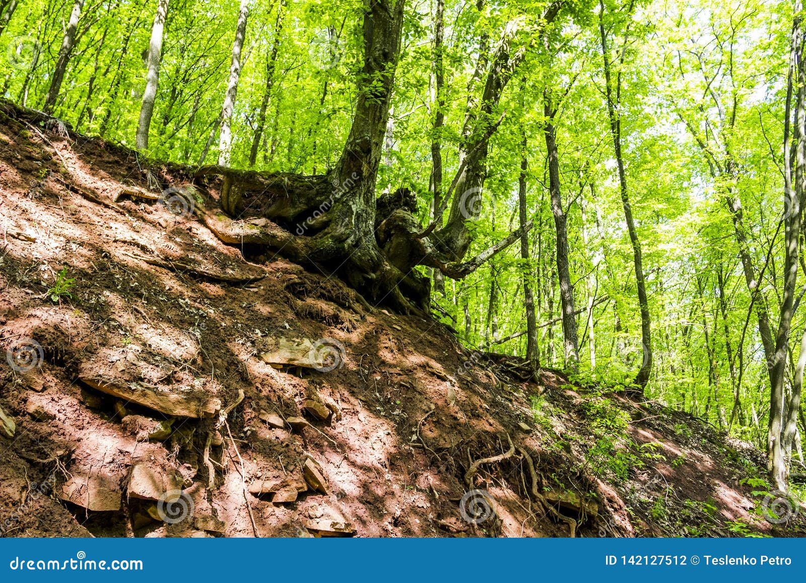 Deep ravine in the forest stock photo. Image of beautiful - 142127512