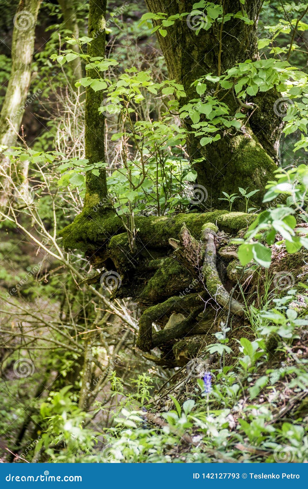 Deep ravine in the forest stock image. Image of background - 142127793