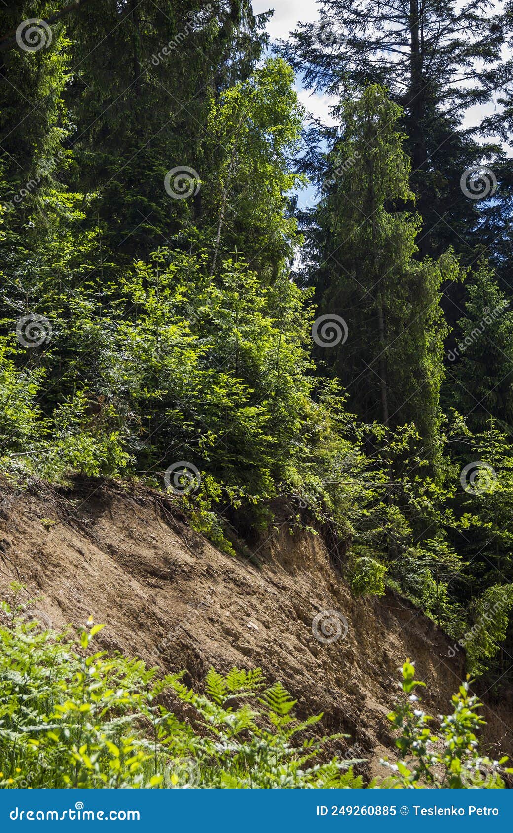 Deep ravine in the forest stock image. Image of canyon - 249260885