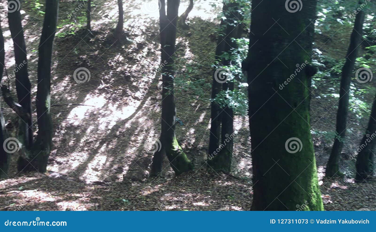 A Deep Ravine on the Mountainside. Overgrown with Trees. Stock Video ...