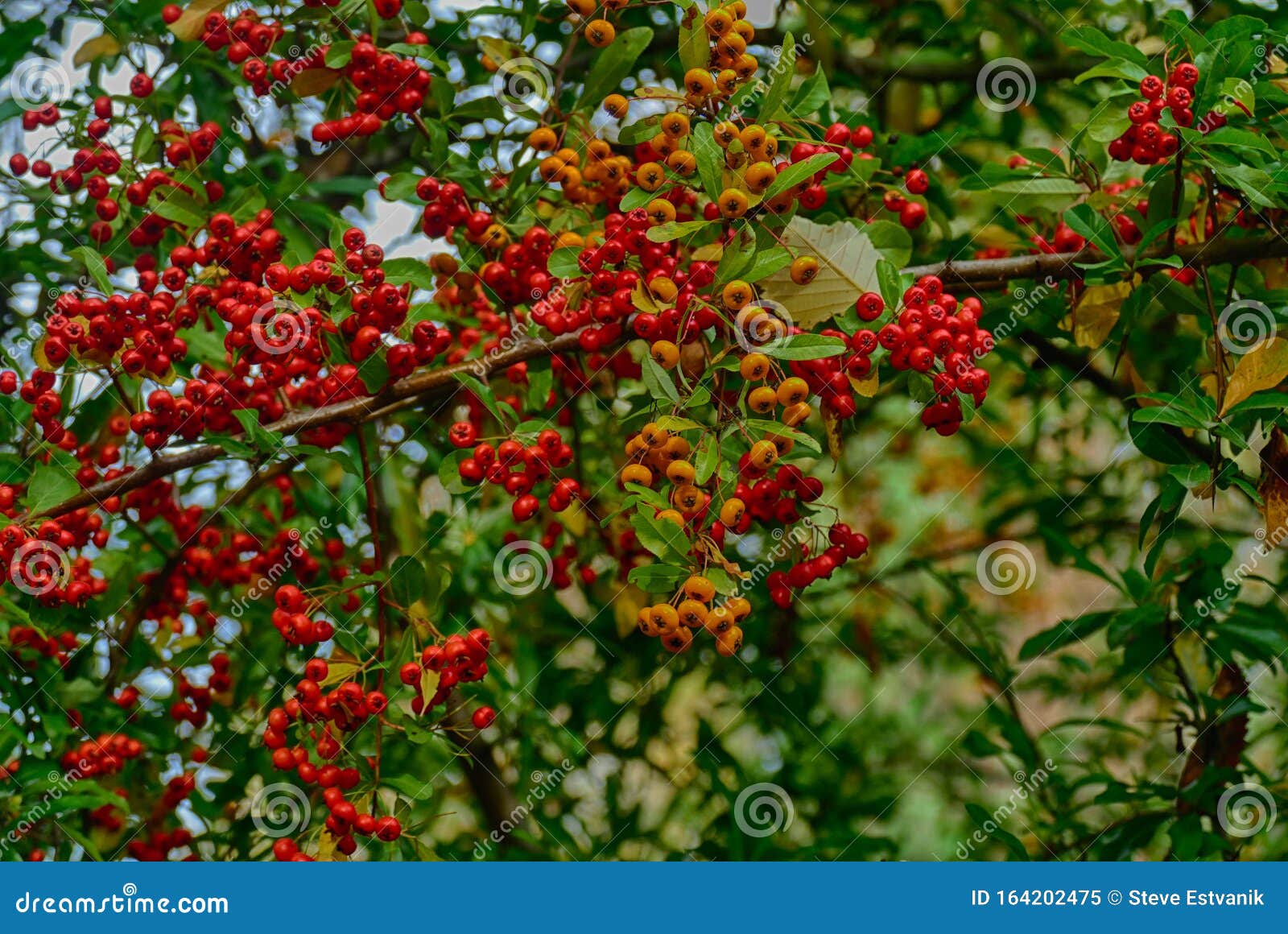 Deep Red Ash Berries in Washington Park Stock Image - Image of bright ...