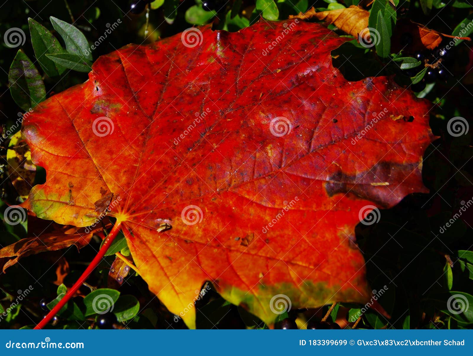 Deep Red Autumn Leaf on the Forest Floor Stock Image - Image of colored ...