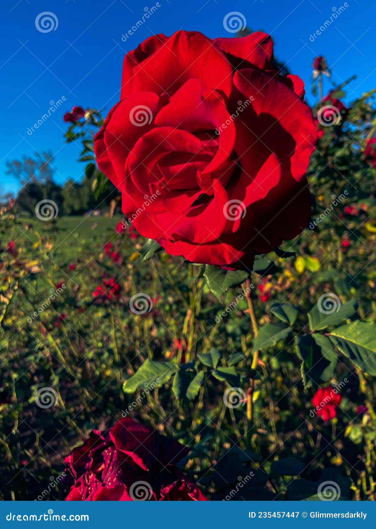 Deep Red Colored Rose Blooming on a Rose Bush Stock Image - Image of ...