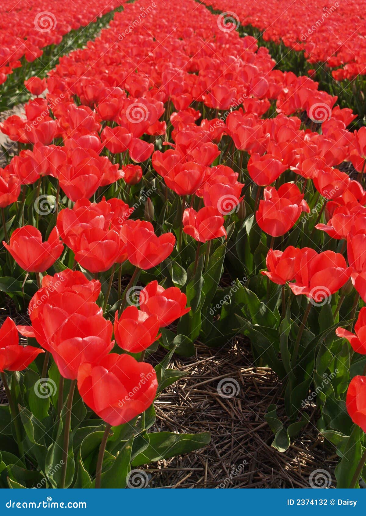 Deep red Dutch tulipfield stock photo. Image of culture - 2374132