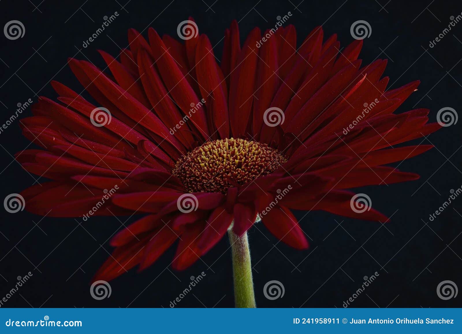 Deep red flower in closeup stock image. Image of floral - 241958911