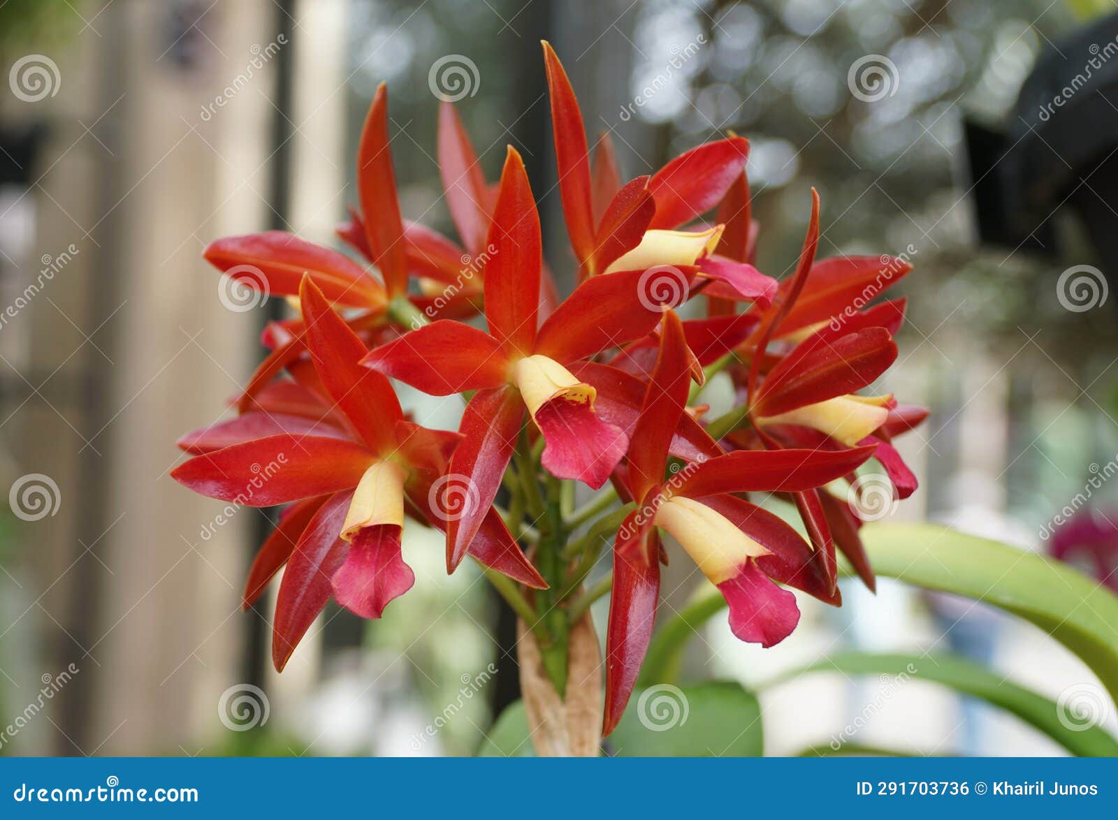 The Deep Red Flowers of Cattleya Chocolate Drop Kodama Stock Photo ...