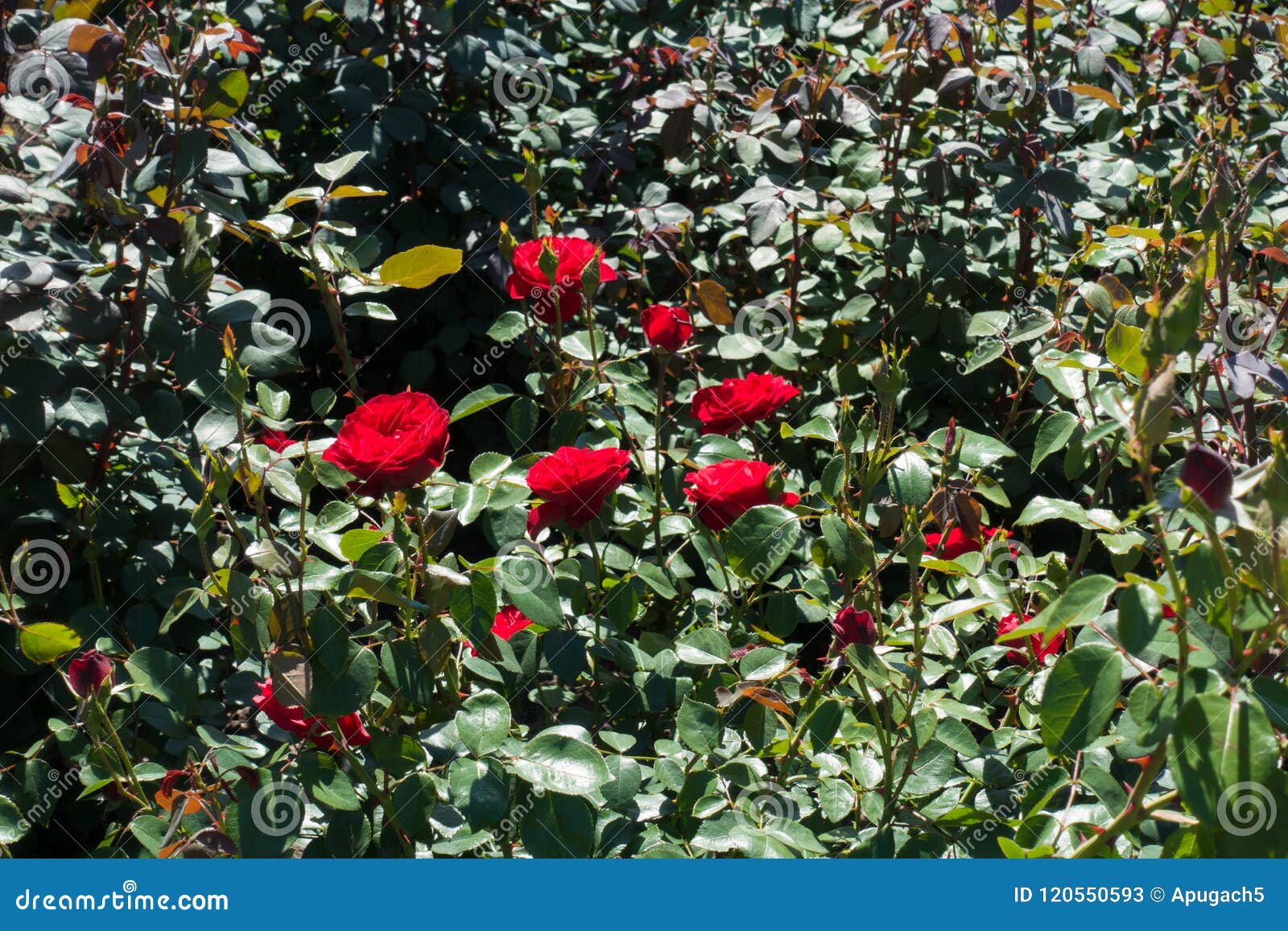 Deep Red Flowers on Rose Bush Stock Image - Image of cerise ...