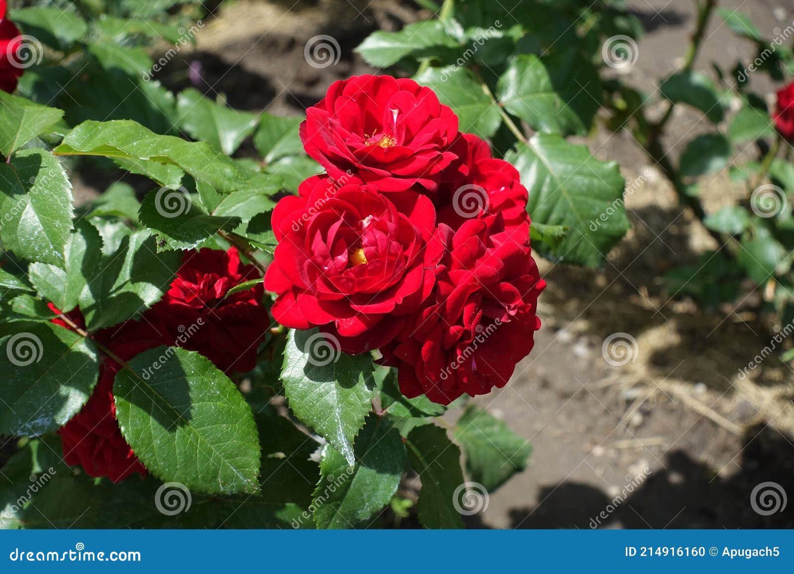 Deep red flowers of roses stock photo. Image of doubleflowered - 214916160