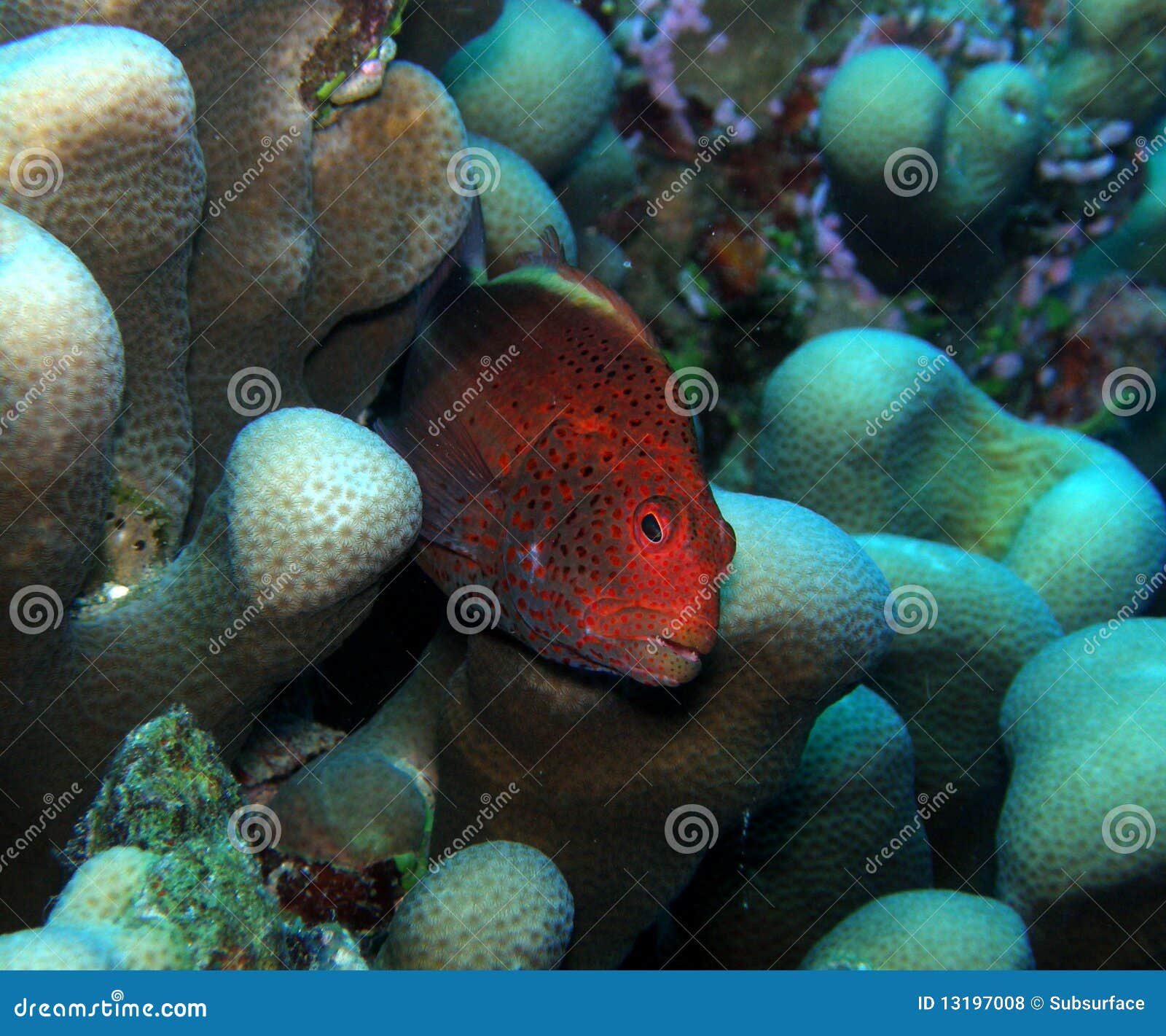 Deep Red Freckled Hawkfish Fiji Stock Photo - Image of marine, explore ...