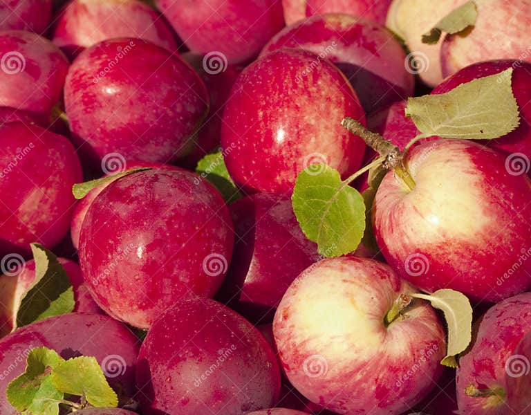 Deep Red Fresh-picked Apples Stock Photo - Image of farmer, seasonal ...