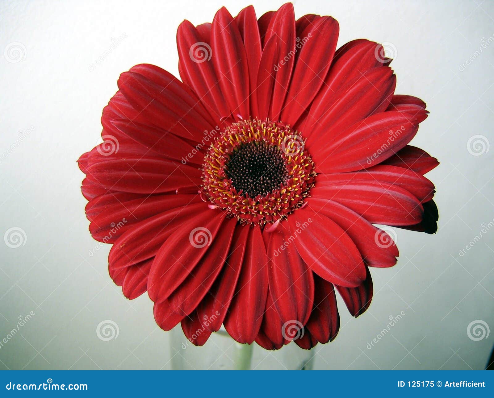 Deep Red Gerbera Flower Top View Close Up on Green Background Stock ...